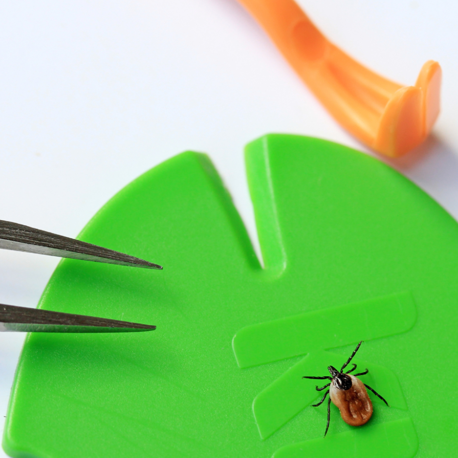 TE.AM Apotheken Achtung Zeckenzeit! - TE.AM Apotheken